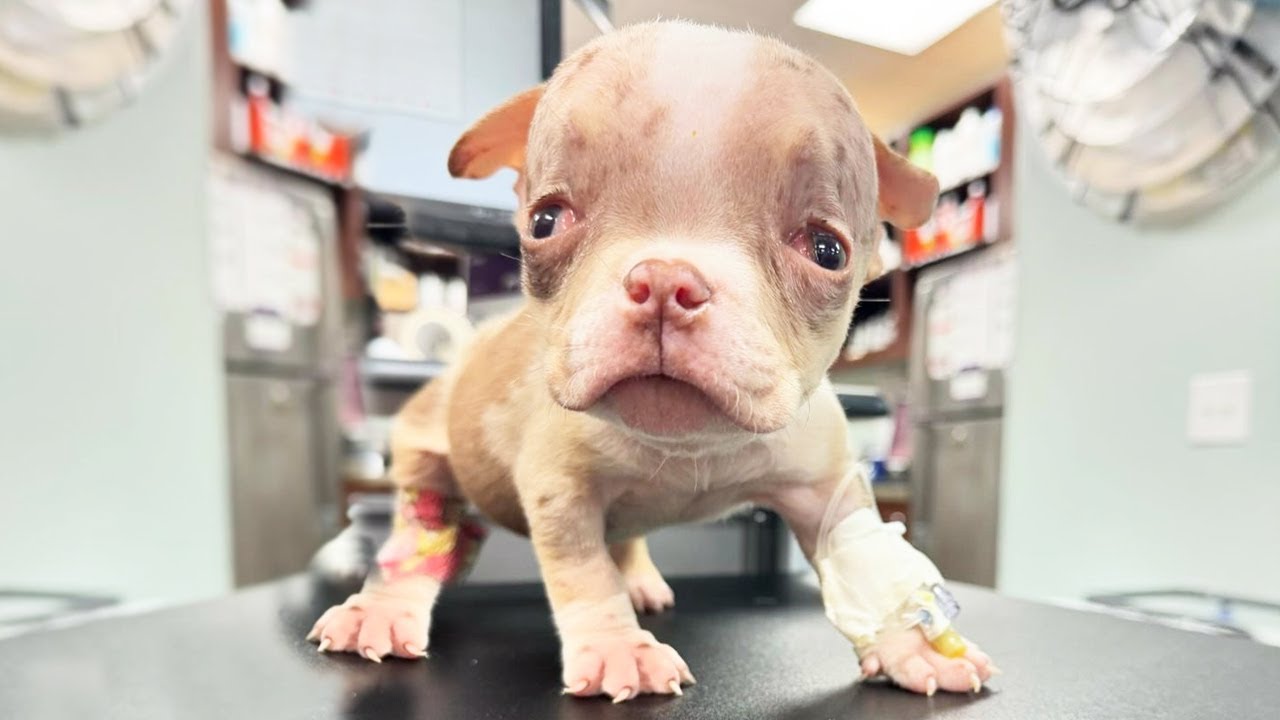 Severe Hydrocephalus In Dogs