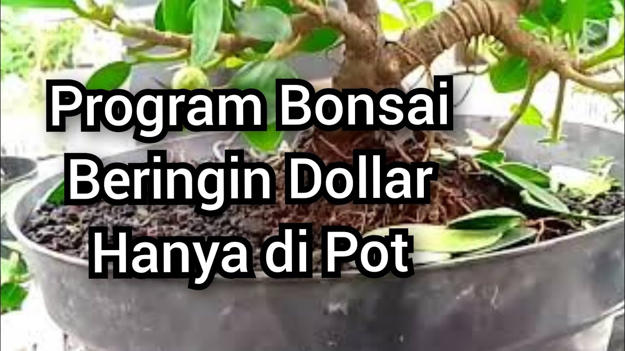 Buat Bonsai Beringin Dollar - di buat Hanya di Pot , - YouTube