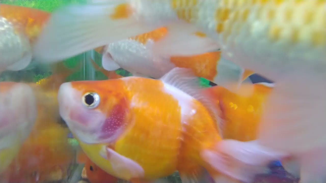 Ikan Emas Gembul di Aquarium Warung, ini adalah ikan mas indonesia ...