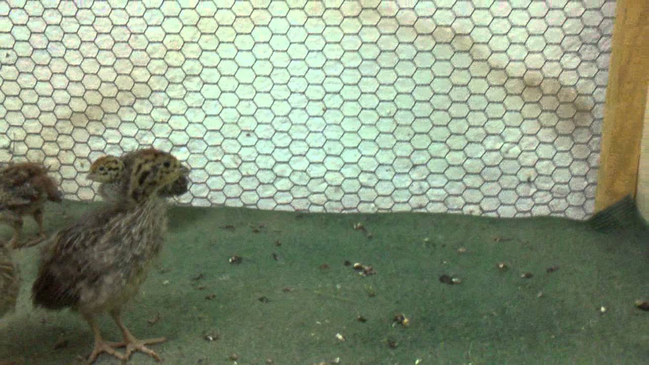 Gray partridge chicks - 3 weeks old - YouTube