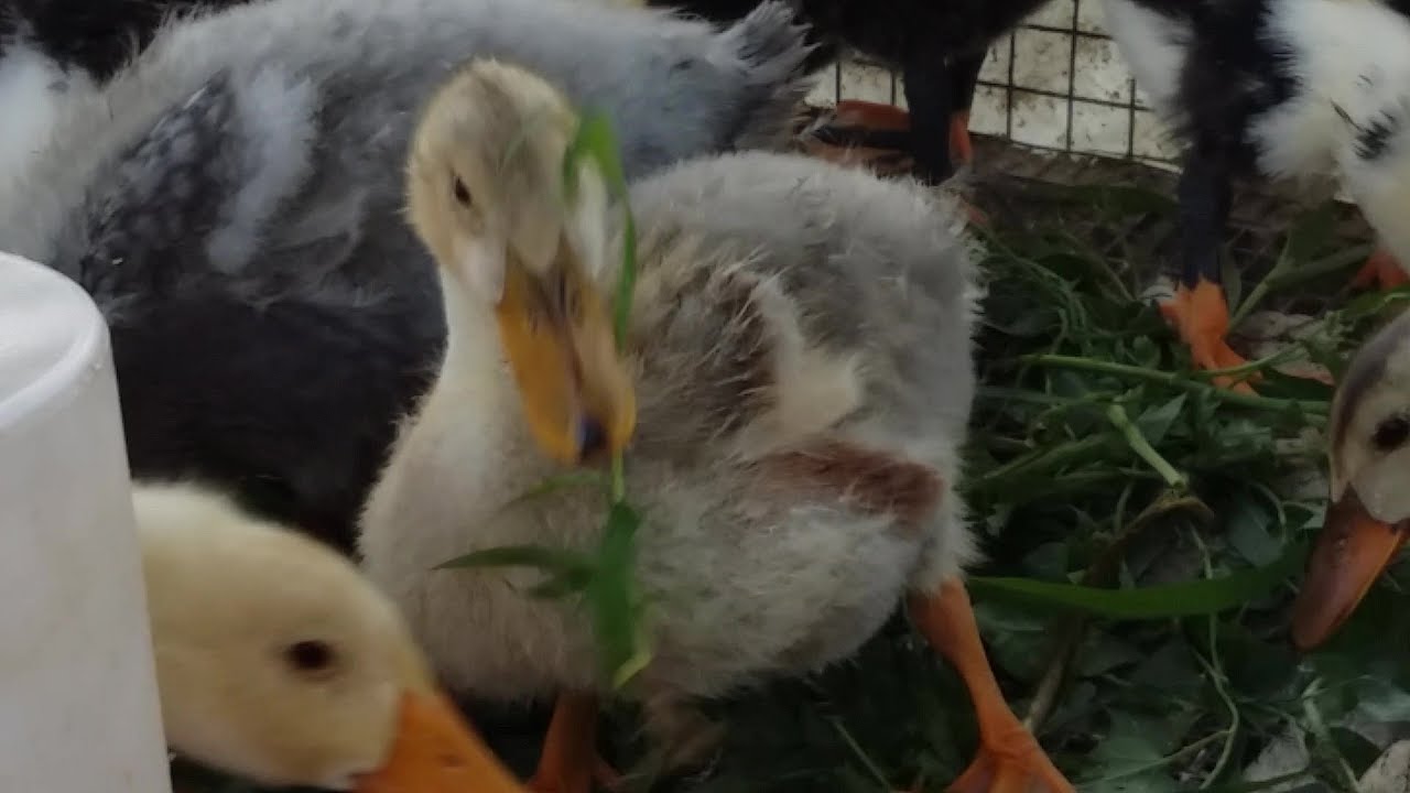 BABE DUCKS FEEDINHG GRASS IN THE BACKYARD - FARMA SKYDRA.GR - YouTube