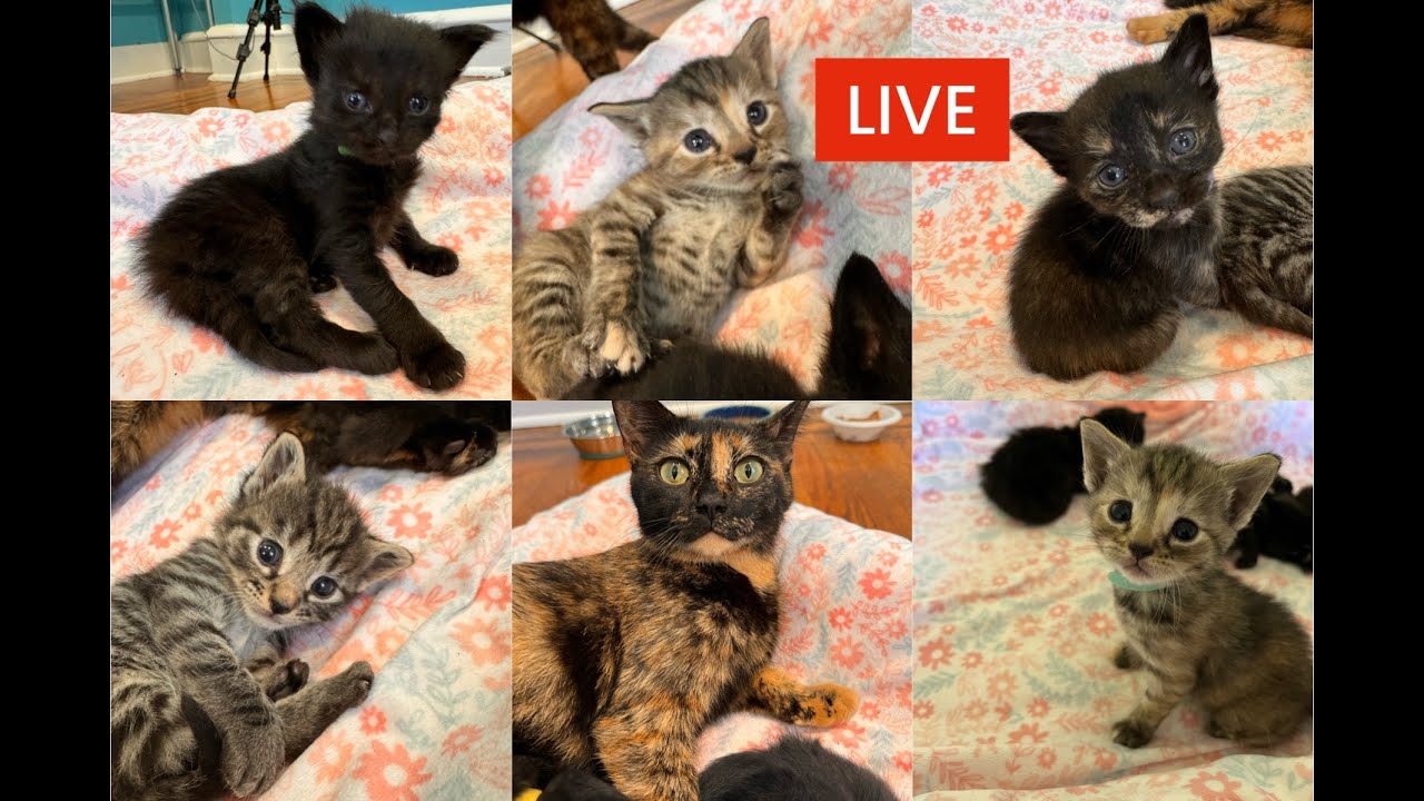 Kitkat Playroom LIVE: Black Icons - 6 Baby Kittens - YouTube