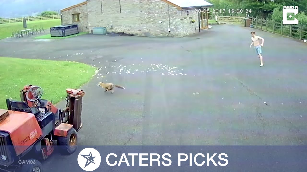 Teen Chases Fox Chasing Chicken - YouTube