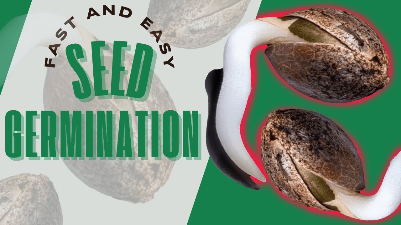 Fast & Easy Seed Germination: 100% Success Guaranteed | How to ...