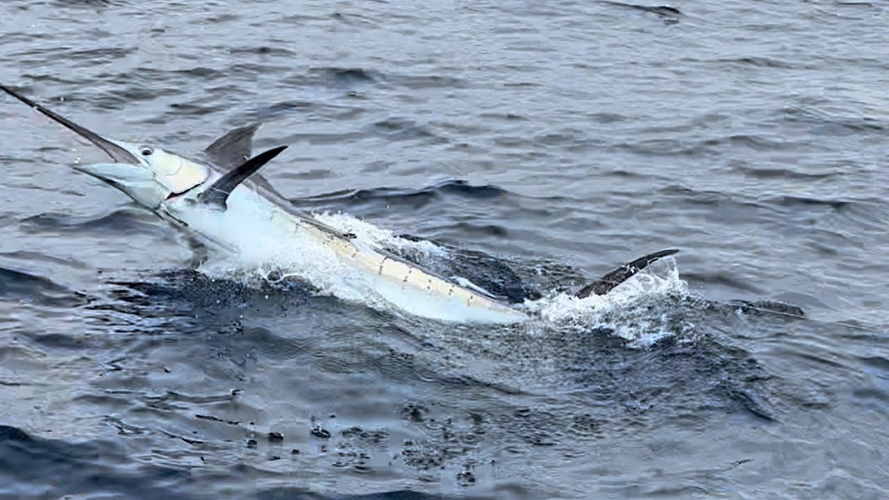 LIVE BAITING FOR BLUE MARLIN + YELLOWFIN TUNA - Ep 47 - YouTube