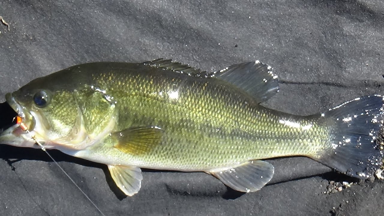 Urban Pond Fishing,Edison N.J. #bassfishing #fishing - YouTube
