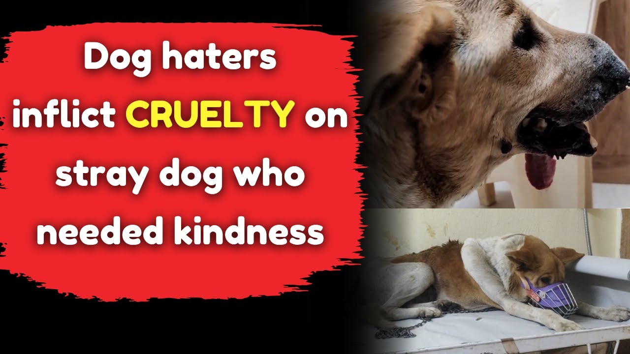 Dog haters inflict cruelty on stray dog who needed kindness to survive ...