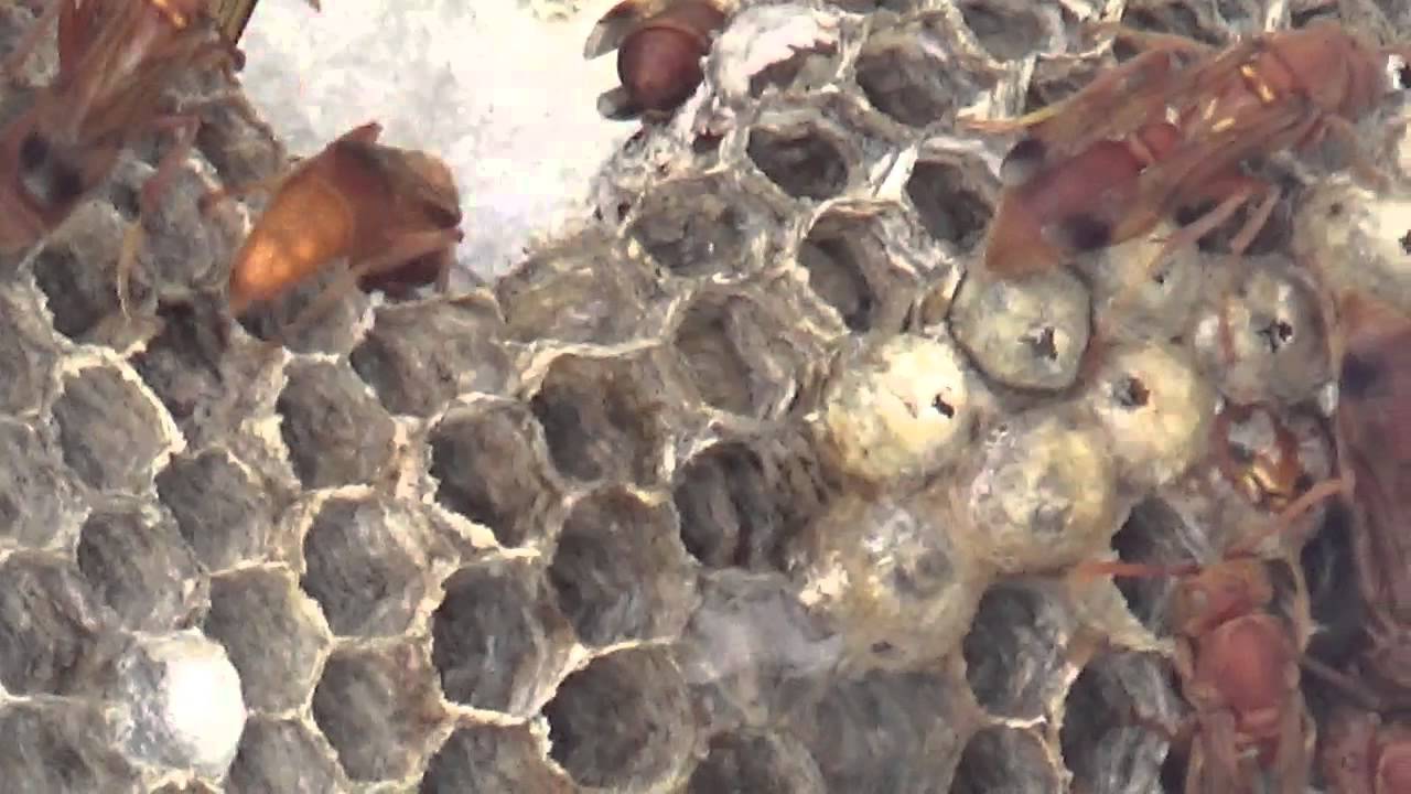 Ropalidia marginata or paper wasp. Aggressive & Poisons Insect - YouTube