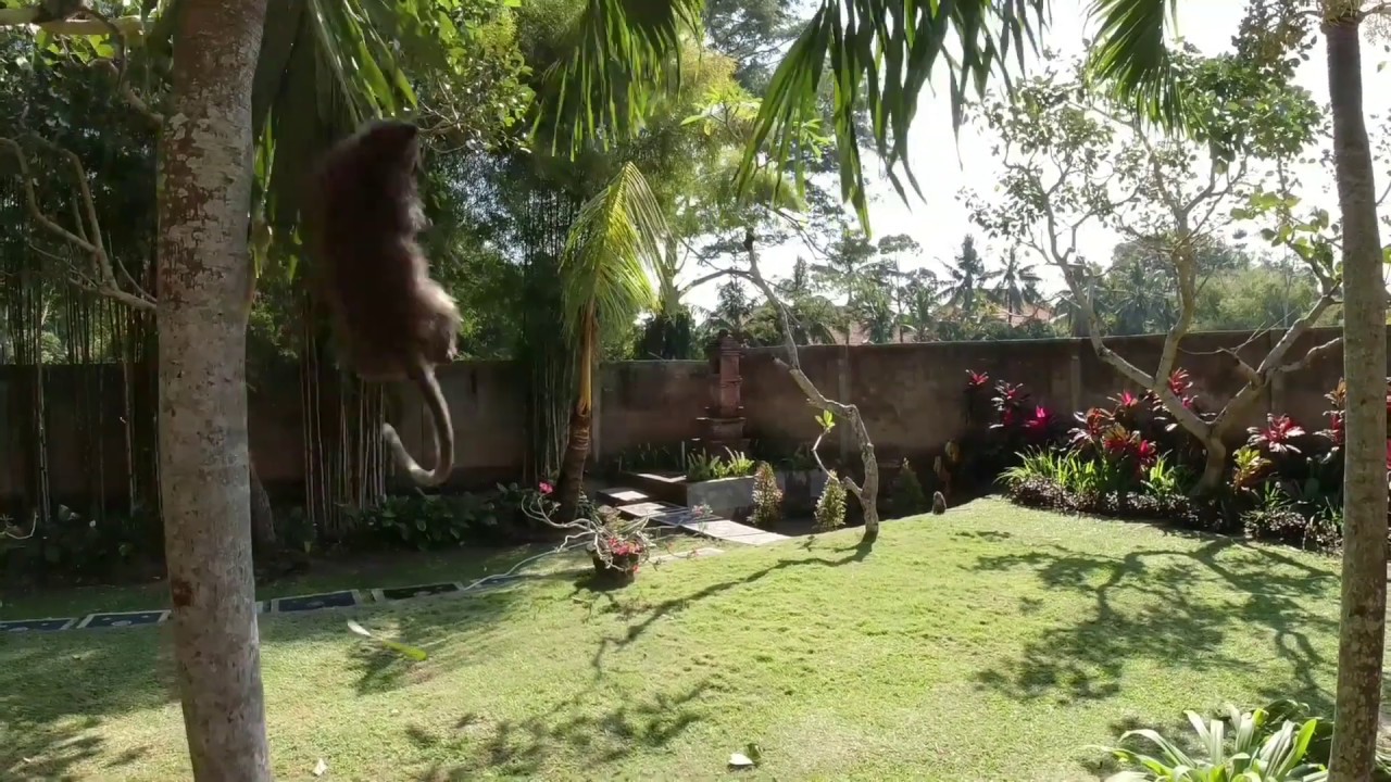 원숭이천국인 발리 우붓의 숙소 monkeys' paradise in Ubud Bali - YouTube