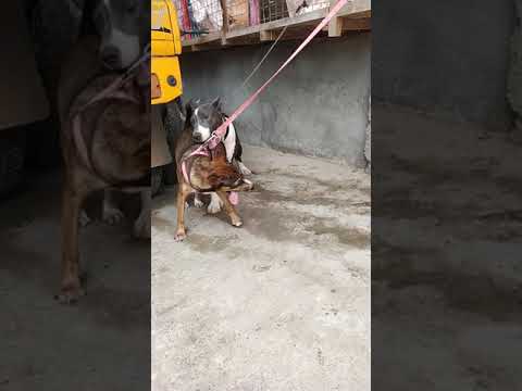 American Bully x Aspin - YouTube