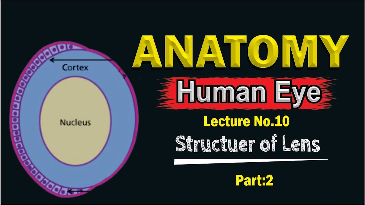 Anatomy of Eye Lens | Structure of Eye Lens | Basics of Eye Lens ...