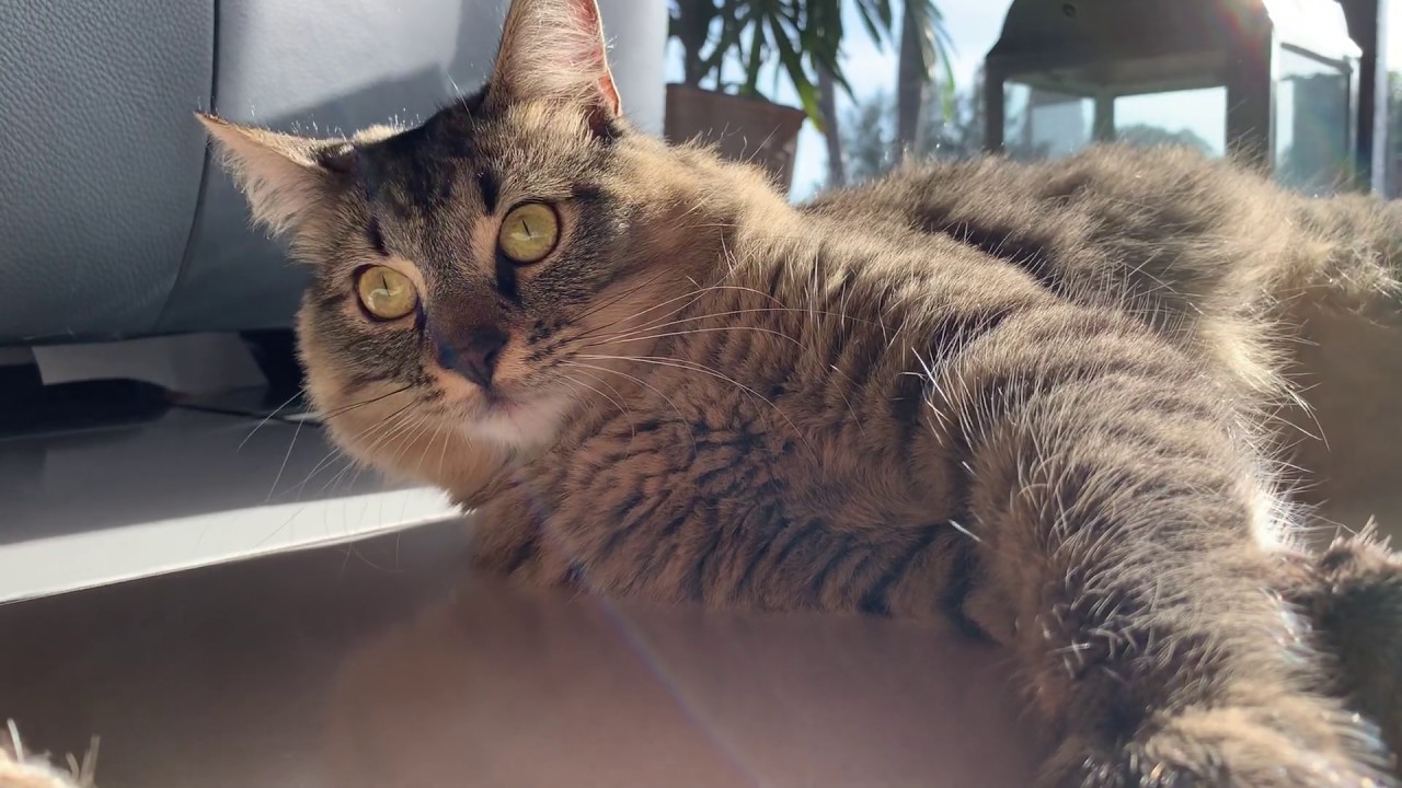 Remy Close Up Shot - YouTube