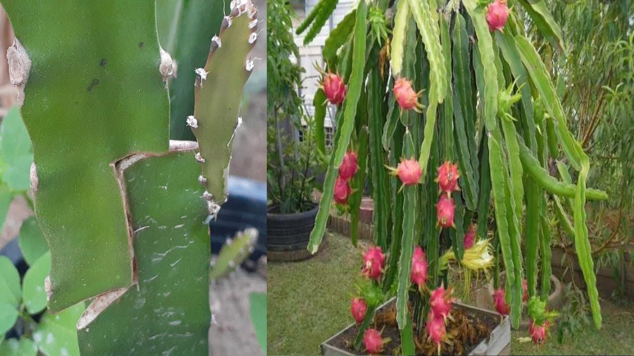 How TO Grafting Dragon Fruit Tree ( Garden And Home ) - YouTube