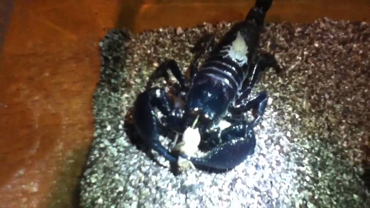 Escorpion emperador con crias video 2 - YouTube