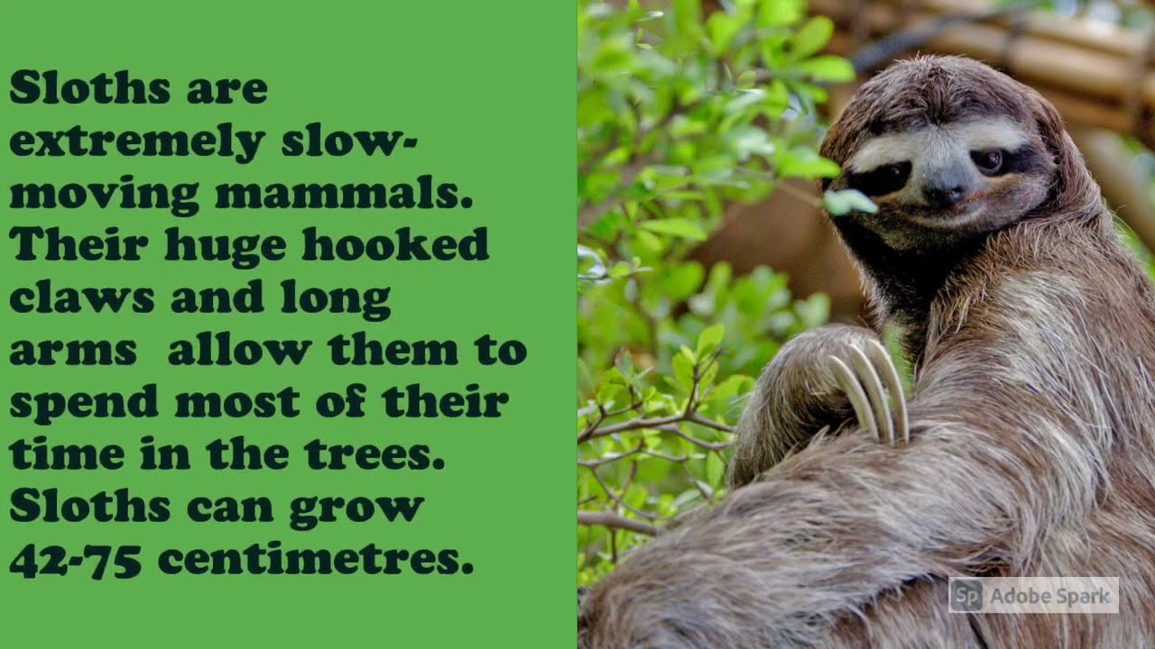 *SLOTHS* interesting facts and information - YouTube