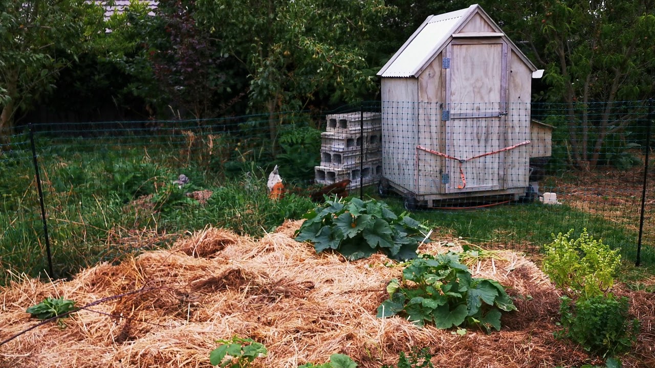 Huge new chicken run! - YouTube