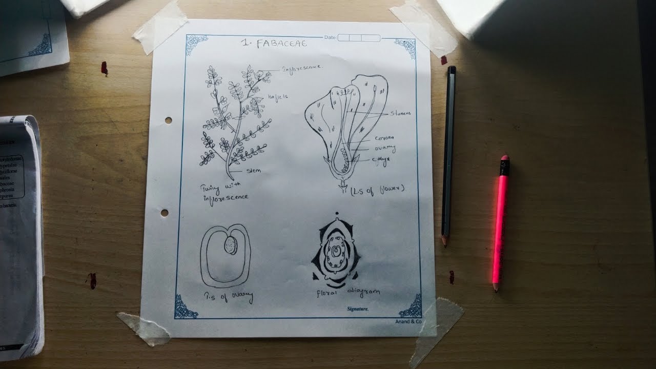 #intermediate #157 Botany practicals How to draw Fabaceae. - YouTube