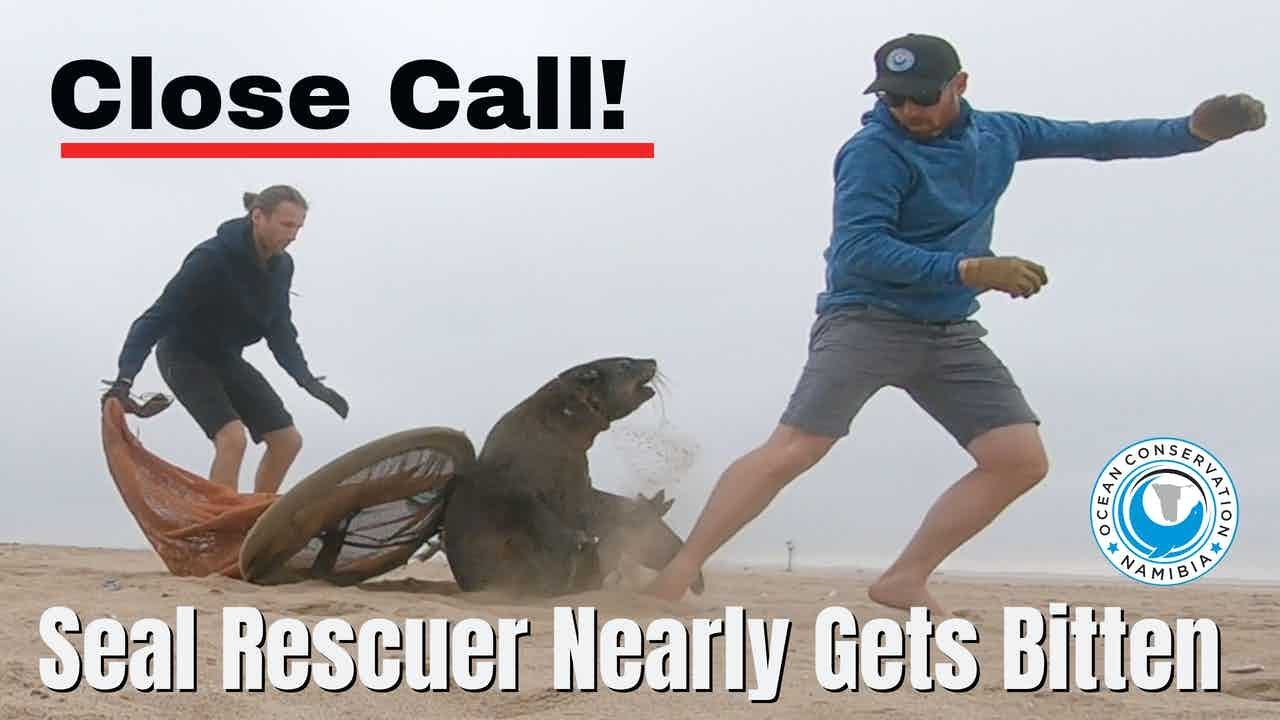Close Call for Seal Rescuers - YouTube