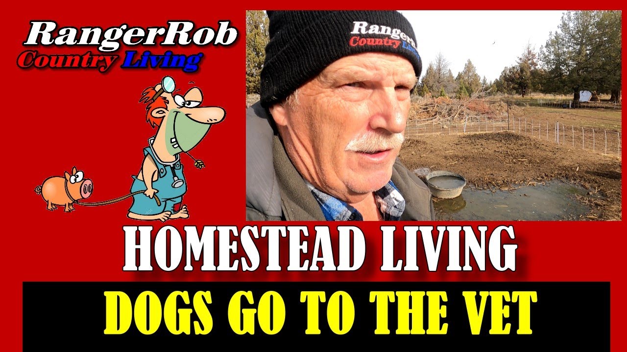 Homestead Dogs Go to the Animal Clinic - YouTube