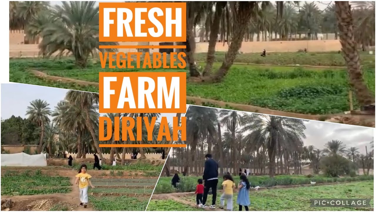 We found a Vegetable Farm in Riyadh ( Diriyah ) | welcome to ...