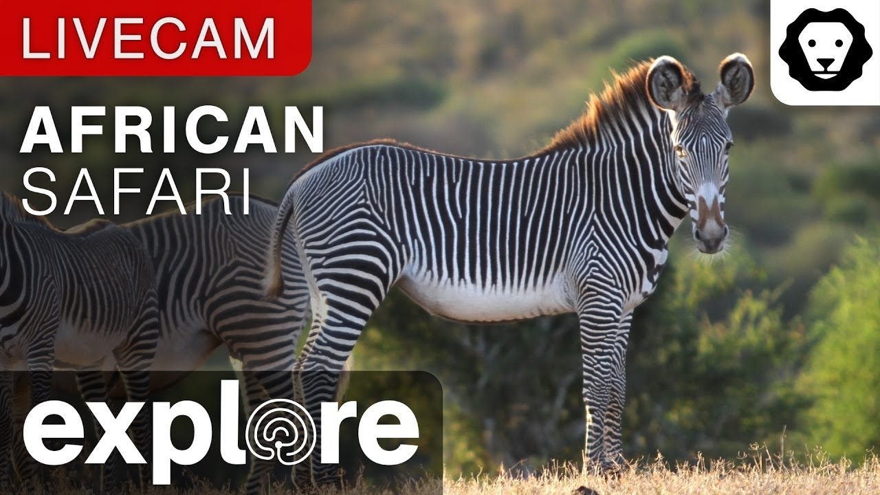 Live stream animal African Wildlife Safari 24/7 HD - YouTube
