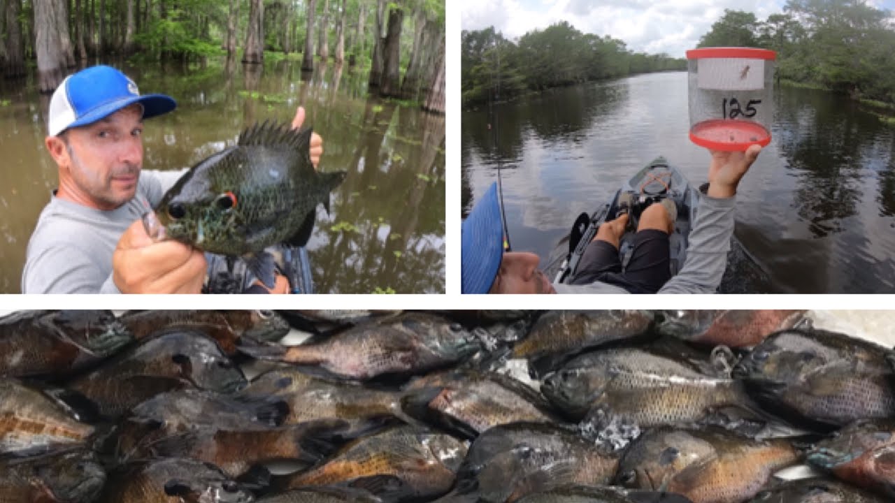 Big Bream Season is Back!! - YouTube