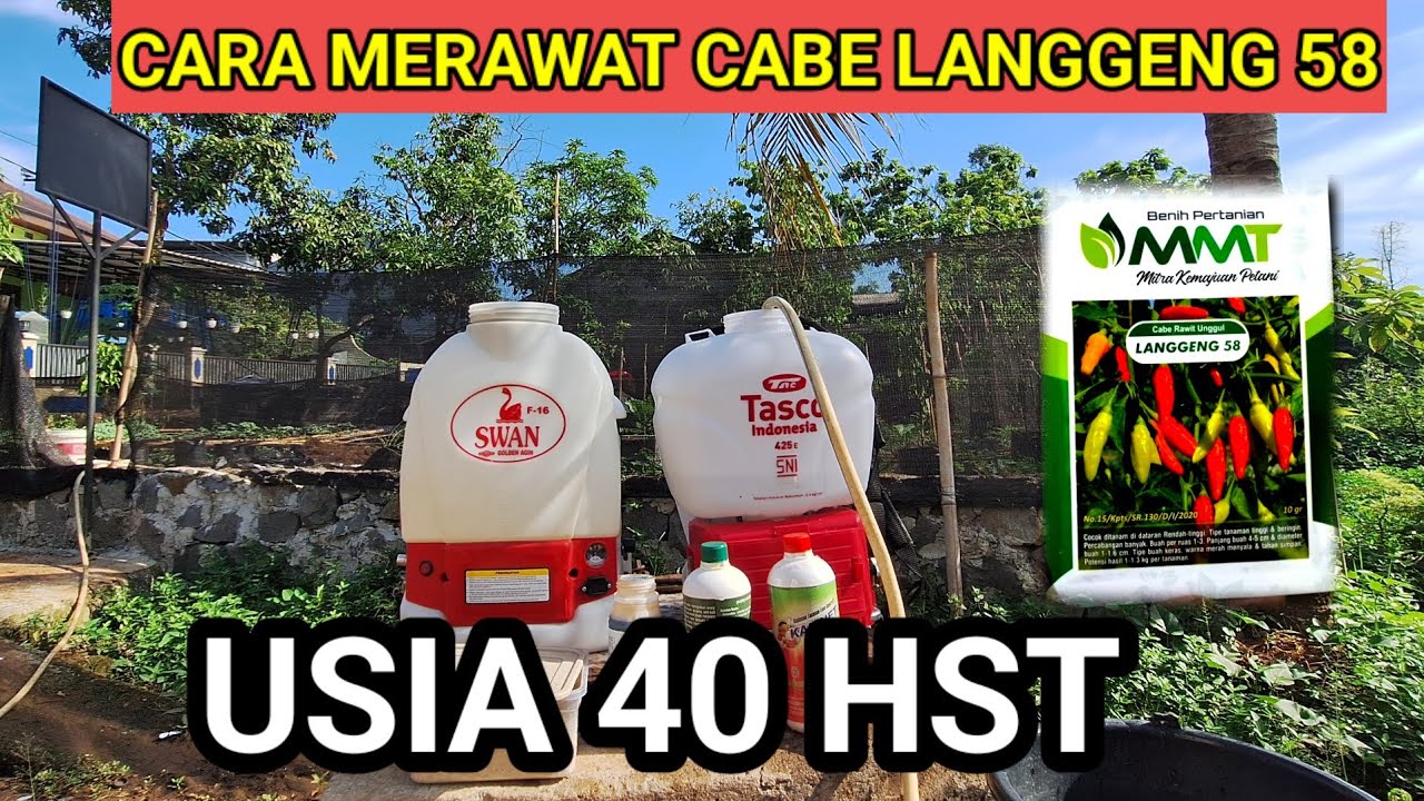 CARA MERAWAT CABE LANGGENG 58 DI LAHAN BEKAS ||PEMYEMPROTAN FUNGISIDA ...