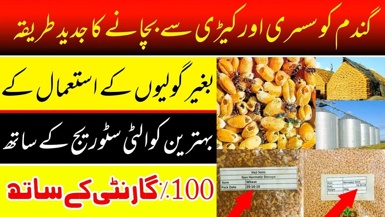 How to Store wheat without phosphene tablets | hermetic technology ...
