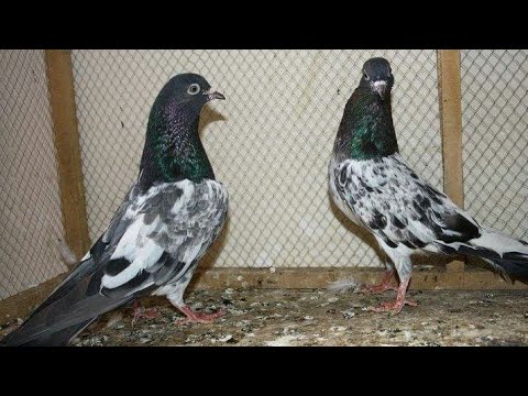 naveed butt key juro wale pigeon