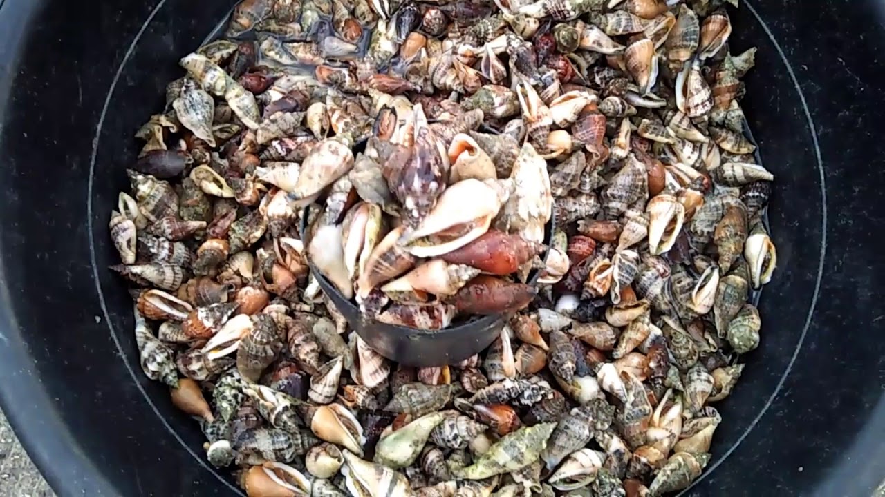 Fresh ANINIKAD every morning in Pantalan sa Maribago, LLC - YouTube