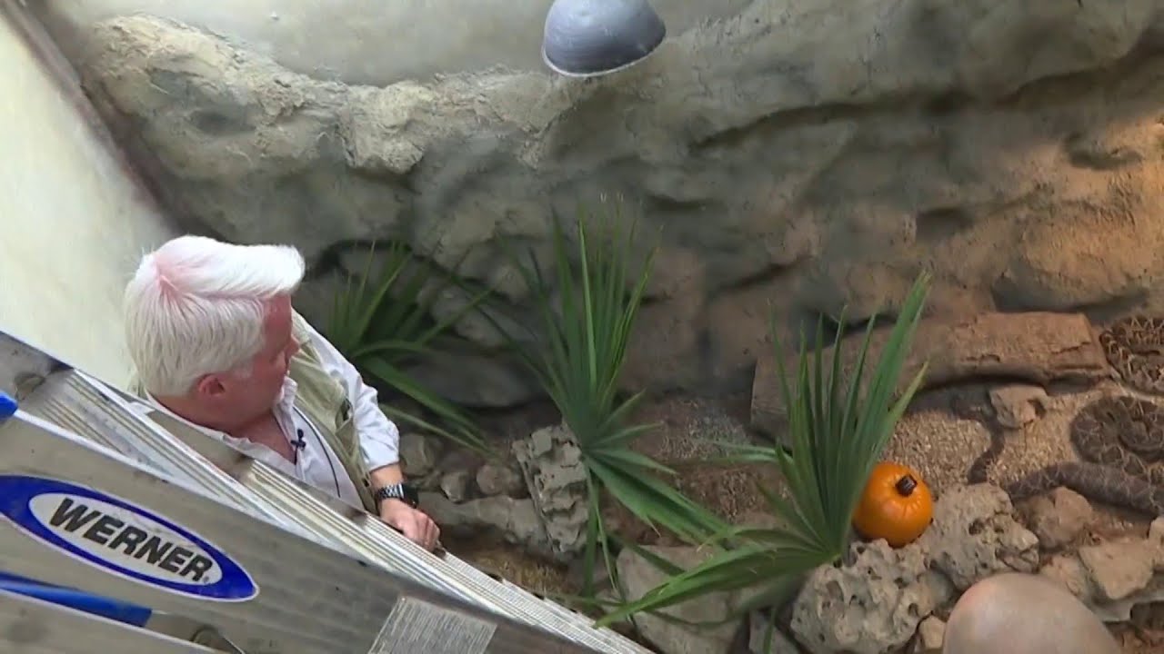 Mike climbs into a pit filled with North America's largest venomous ...