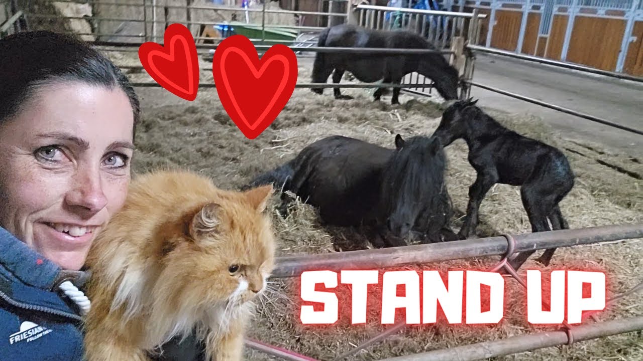Time to Stand Up Peach or Daisy... This foal is very cute!🥰 And the cat ...