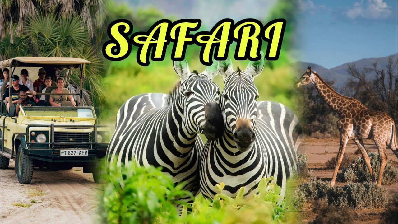 Safari in South Africa's Best Nature Reserves - YouTube