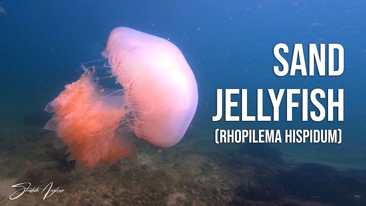 Sand Jellyfish: A Desire to Explore the Depths of the Sea! - YouTube