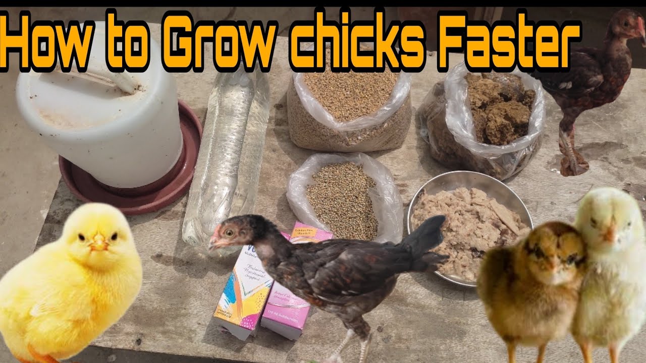How To Grow Chicks Fast 🐥🐣🐔 || Chicks Growing Food & Tips 🥫🥦😋 - YouTube