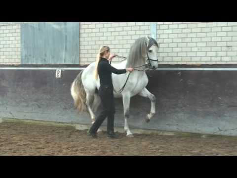 Piaffe - Dressage horse - Academical Training - YouTube