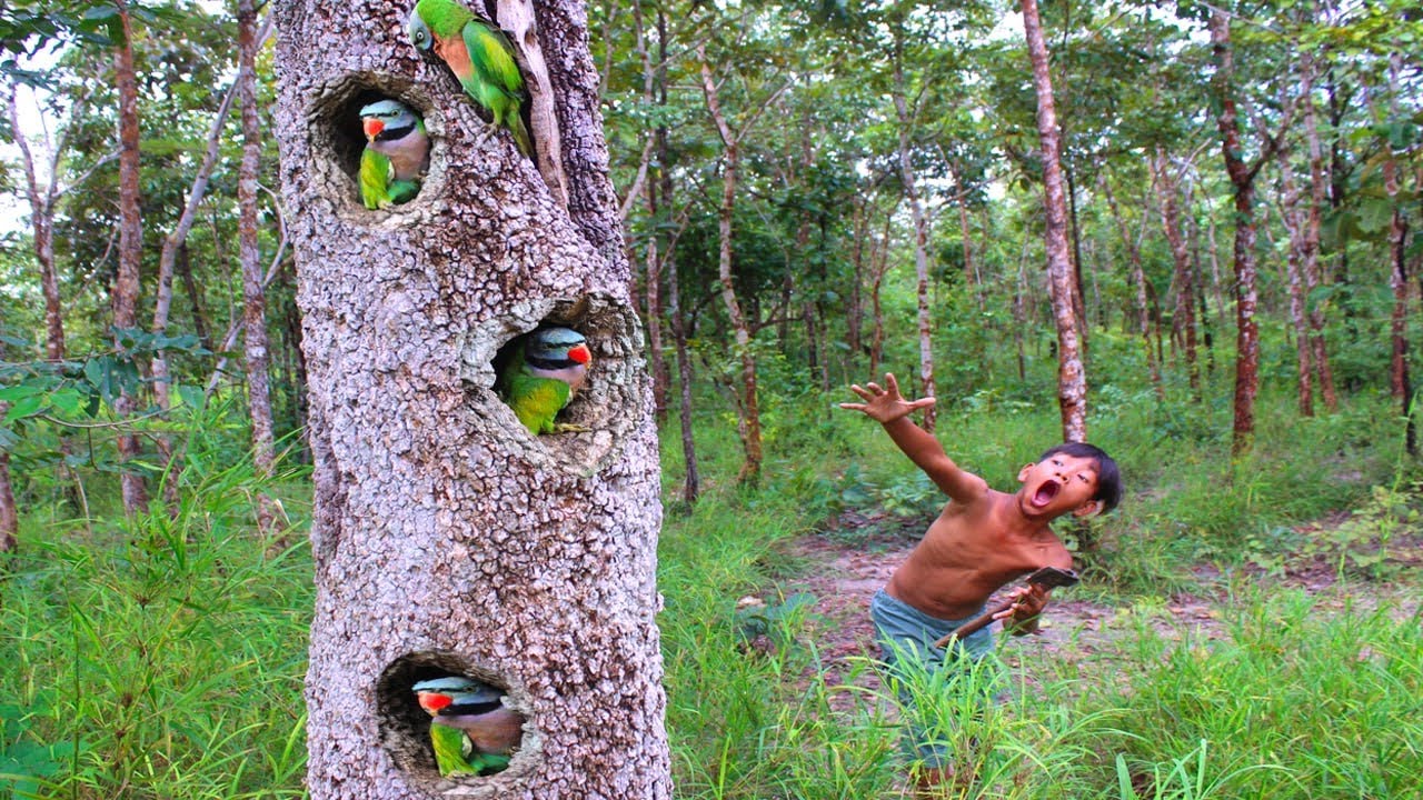 Amazing video of a man jumping several parrots in many holes#eggs # ...