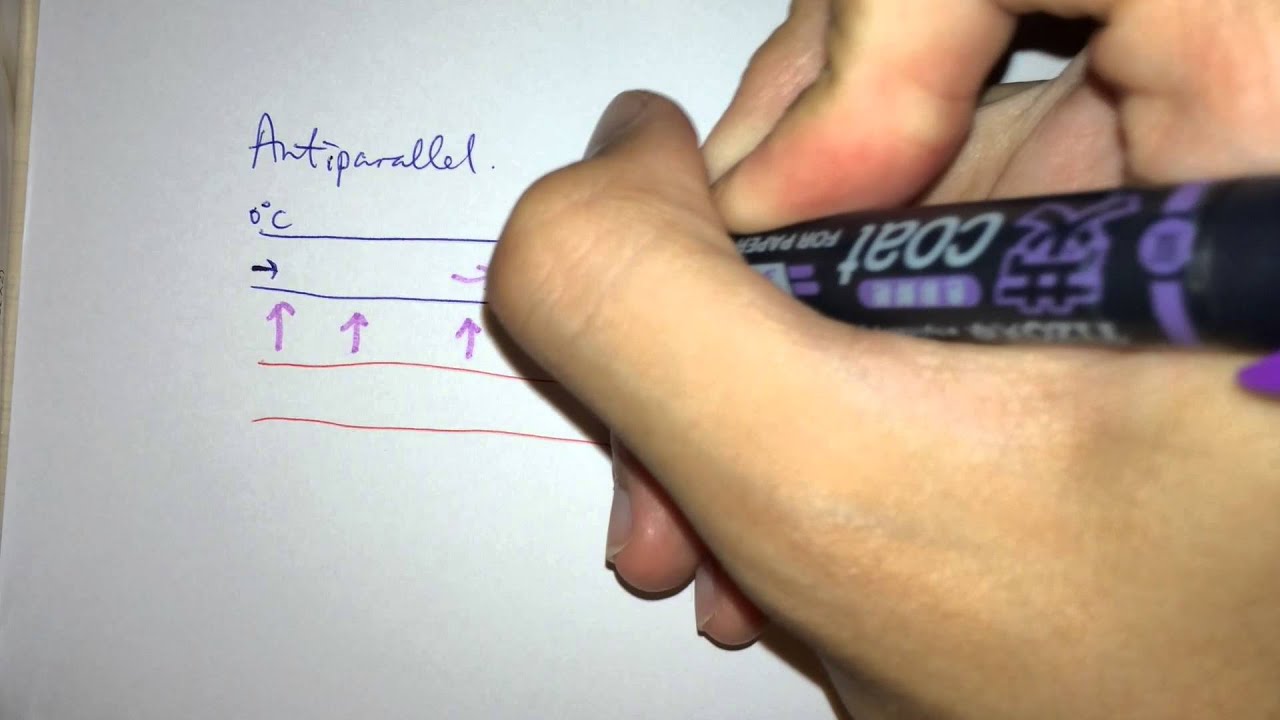 What is the Countercurrent Exchange system? - YouTube