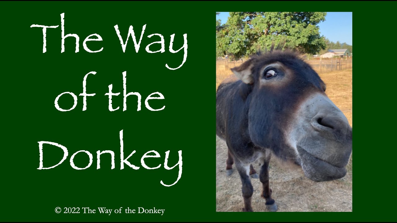 The Way of the Donkey: Information for Adults - YouTube