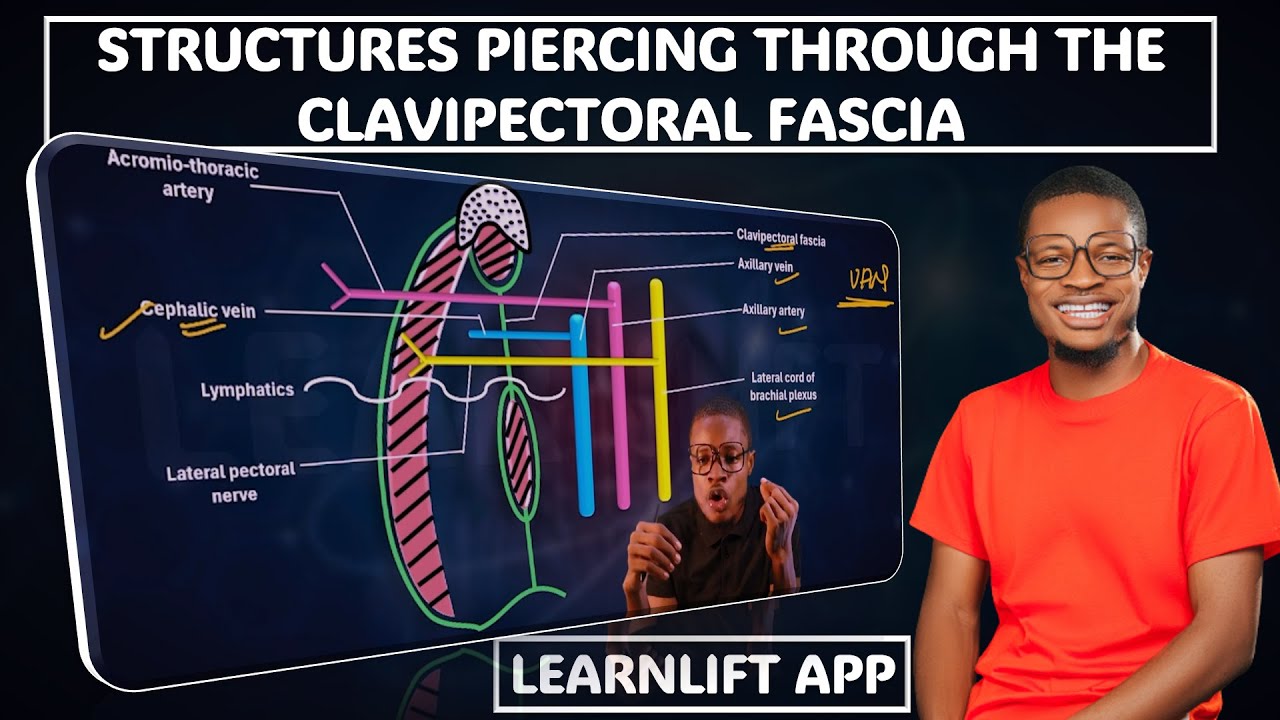 STRUCTURES PIERCING THE CLAVIPECTORAL FASCIA - YouTube