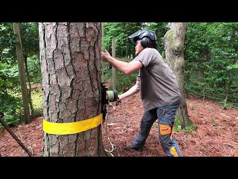 Everett Tree Service - YouTube