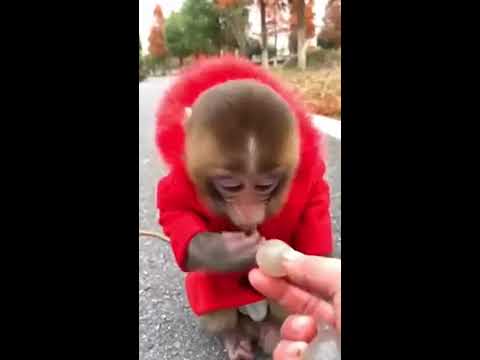 TIK TOK BABY MONKEY VIDEOS COMPILATION (CUTE)
