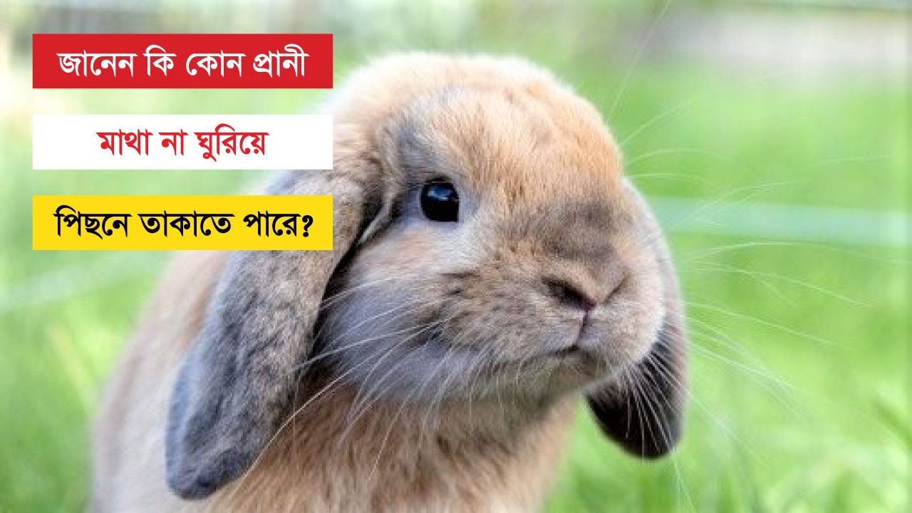 Rabbit rabbit