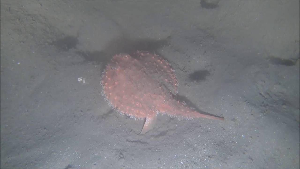 Seabat walking on the seafloor - YouTube