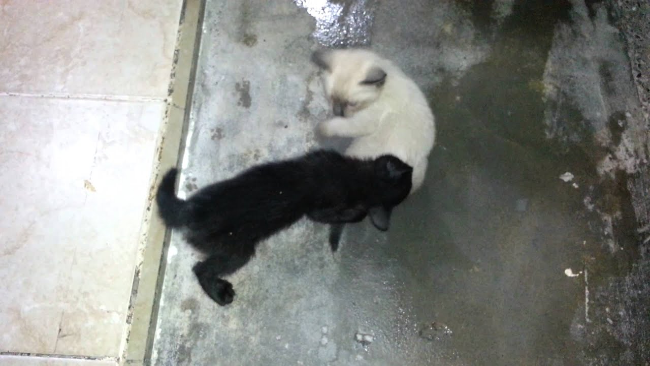 gatito negro peleando vs gatita blanca - YouTube