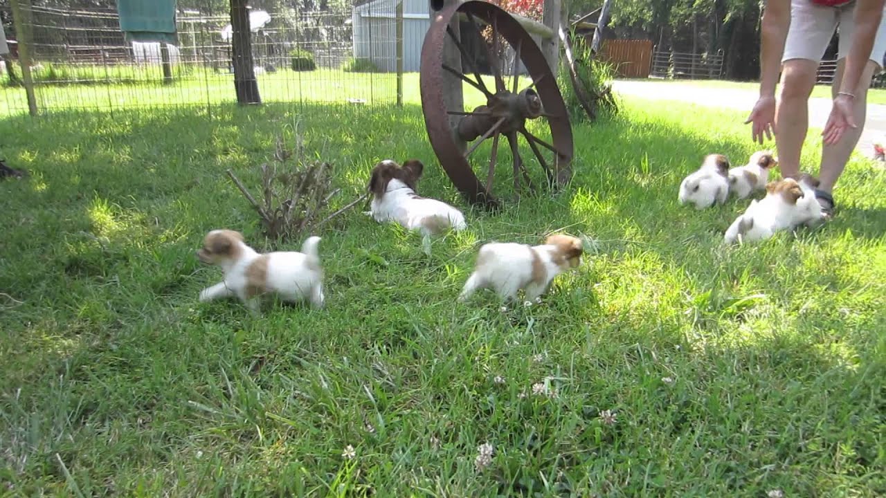 Papichon Puppies from Bender Farm, Hillsboro MO - YouTube