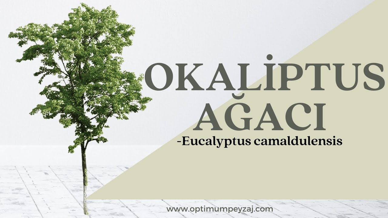 BİTKİ ANSİKLOPEDİSİ | OKALİPTUS AĞACI NEDİR? NERELERDE YETİŞİR ...