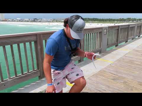 Catching Saltwater Fish On A Barbie Rod Pier Fishing || PCB - YouTube
