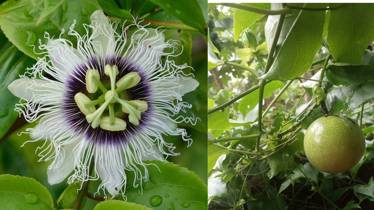 Semees Dreams / passion fruit / passion fruit plant/ passion fruit ...