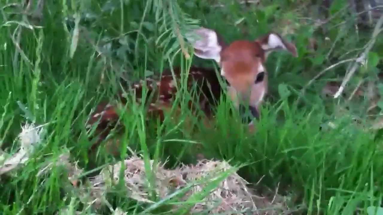 Baby Deer - YouTube